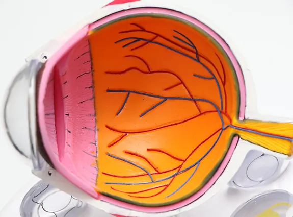 Choroid Analysis And Research Lab
